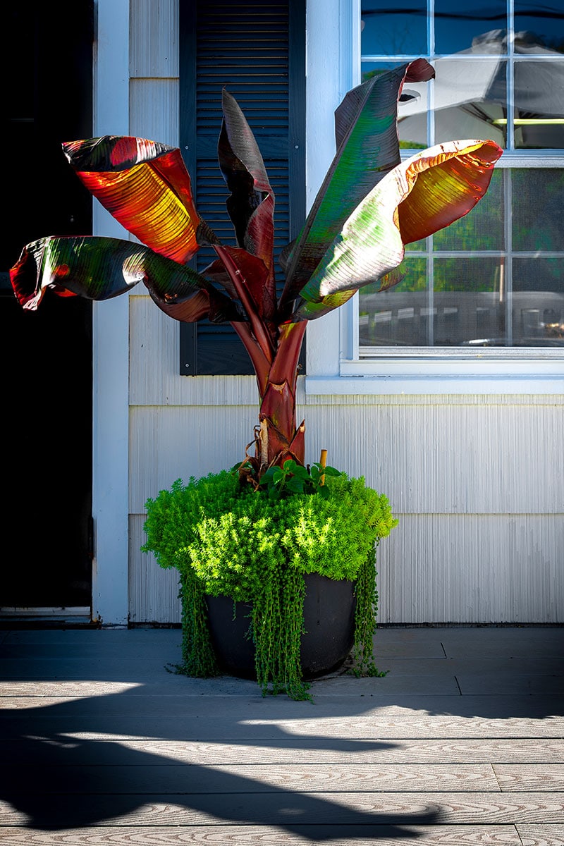 Tropical plants in your flowerpots for a WOW effect