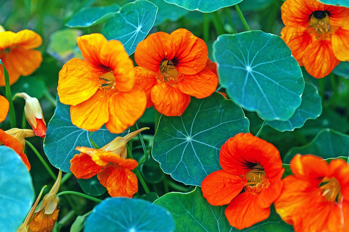 Les fleurs comestibles : magnifiques et délicieuses!