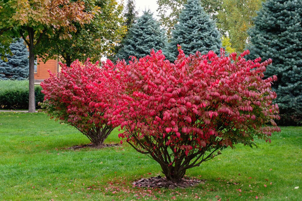 Les plus beaux arbustes aux couleurs d’automne