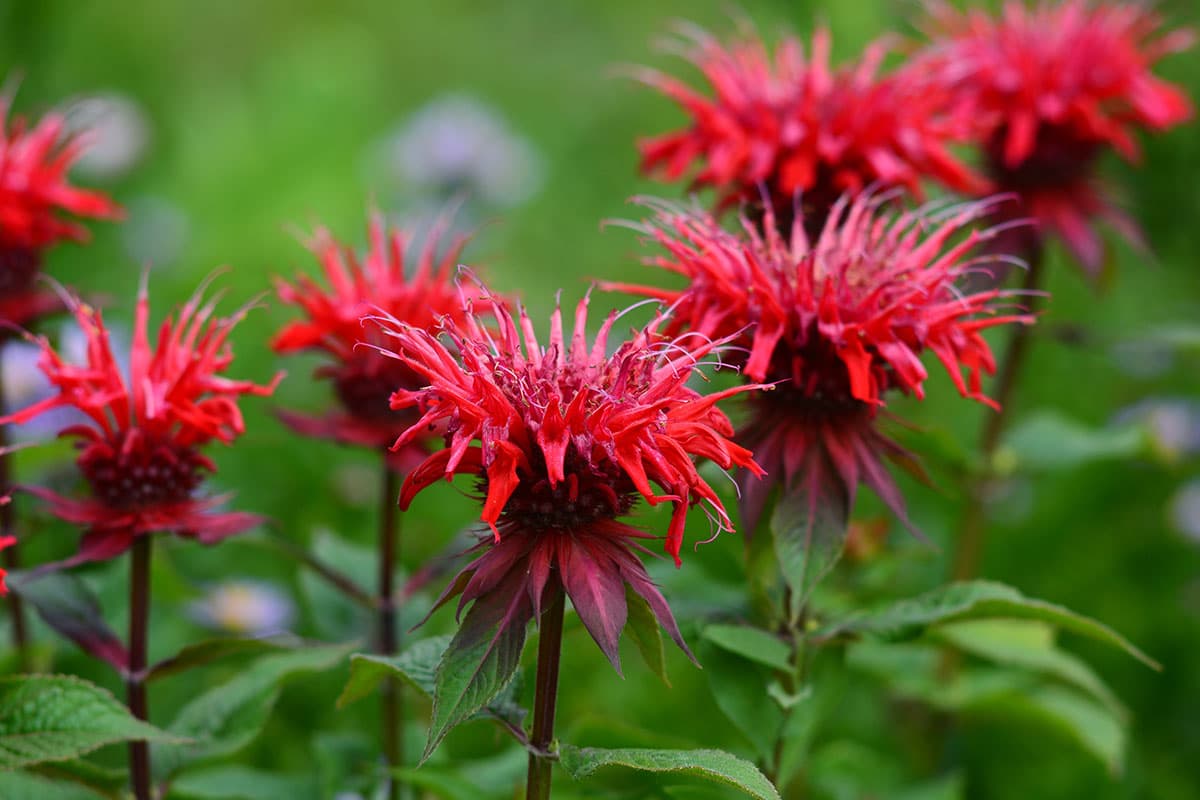 Edible flowers: beautiful and delicious!