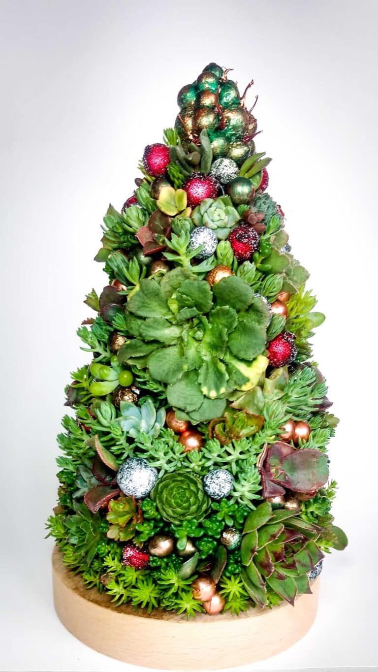 How to make a DIY mini Christmas tree with succulents?
