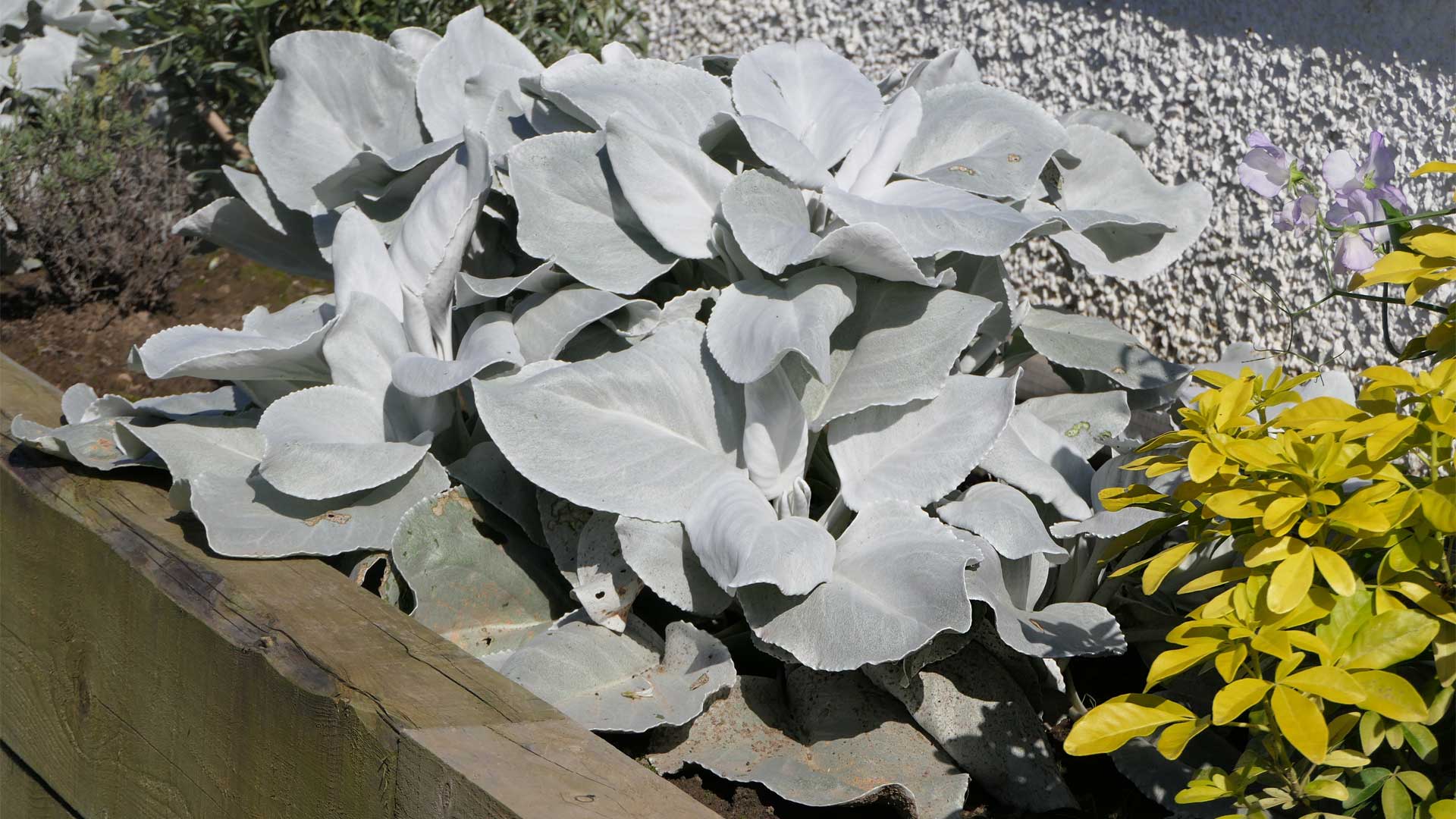 Showstopping foliage to beautify your garden