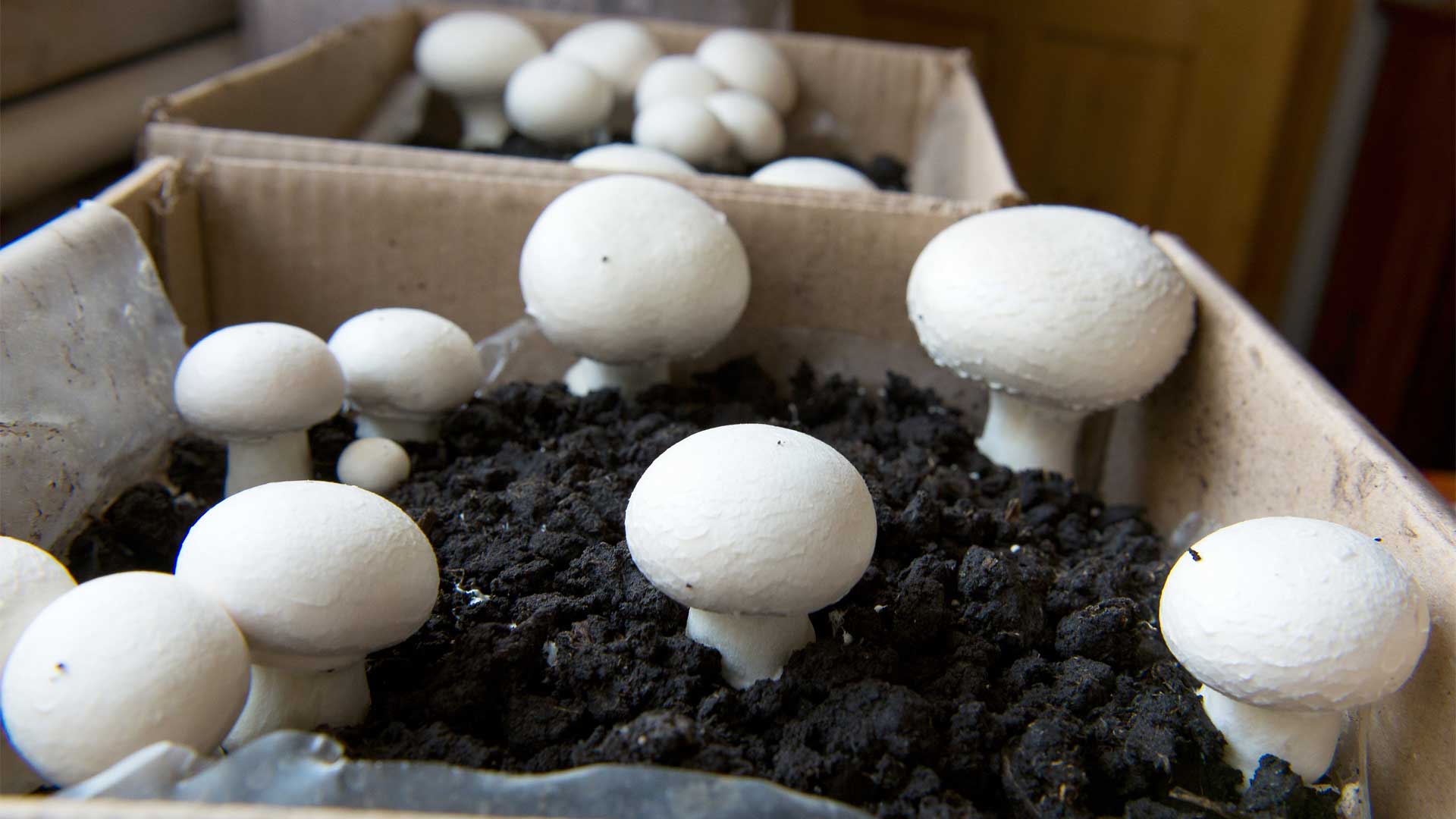 Comment cultiver les champignons à la maison | Centre de jardin Floréal