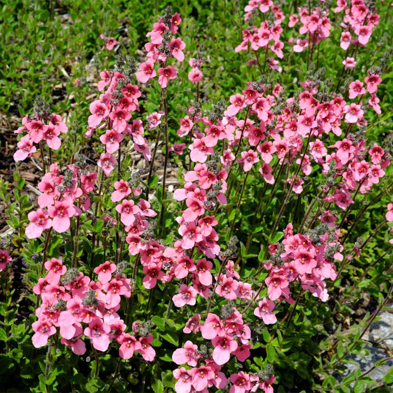 Les plantes annuelles qui performent le mieux à l’ombre | Floréal